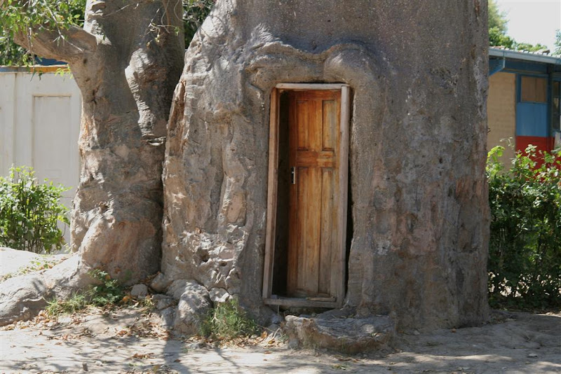 OneStonedCrow: Baobab Toilet Tree