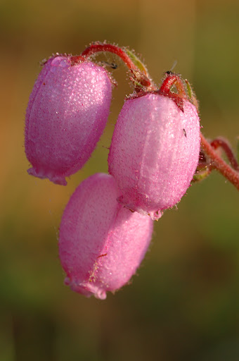 Alcotán: Porqué el alcotán