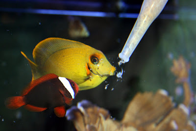 show me pics of your chocolate tang - Page 2 - Reef Central Online ...