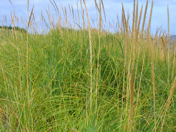 European Tribune - Wednesday Photography Blog No. 4