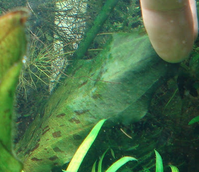 Green FILM Algae? | The Planted Tank Forum